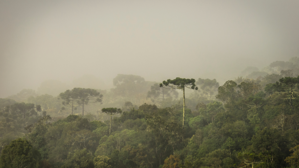 Acre celebra 10 anos do Programa REM, primeiro instrumento de pagamento por resultados e de ...